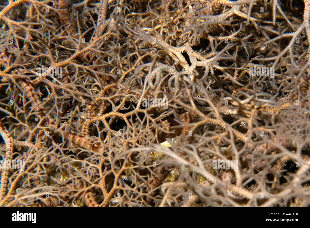 Basket star Astroboa sp at night Dumaguete Negros Island Philippines ...