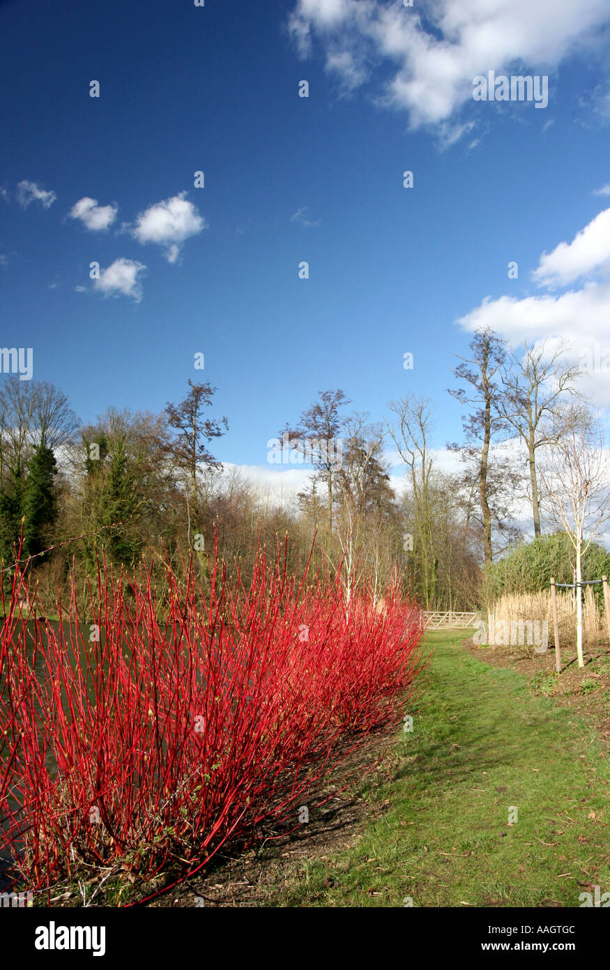 Shrub red cornus alba sibirica dogwood new growth winter colour hi-res ...
