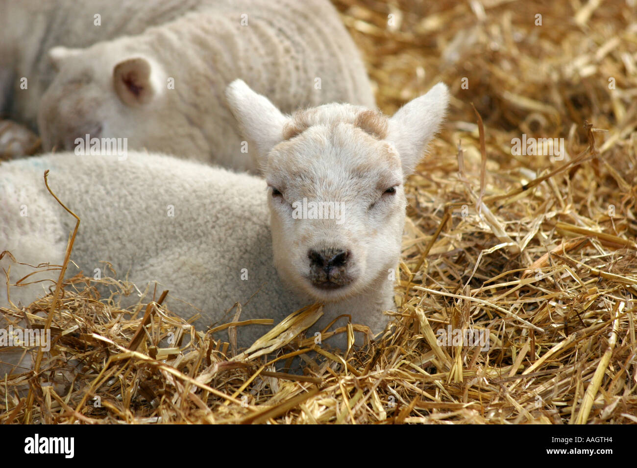 one sleepy lamb Stock Photo - Alamy