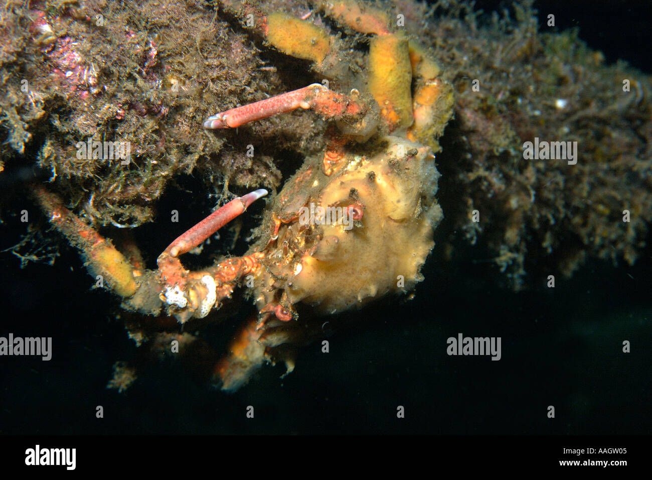 Ornamental crab Schizophrys dama Dumaguete Negros Island Philippines ...