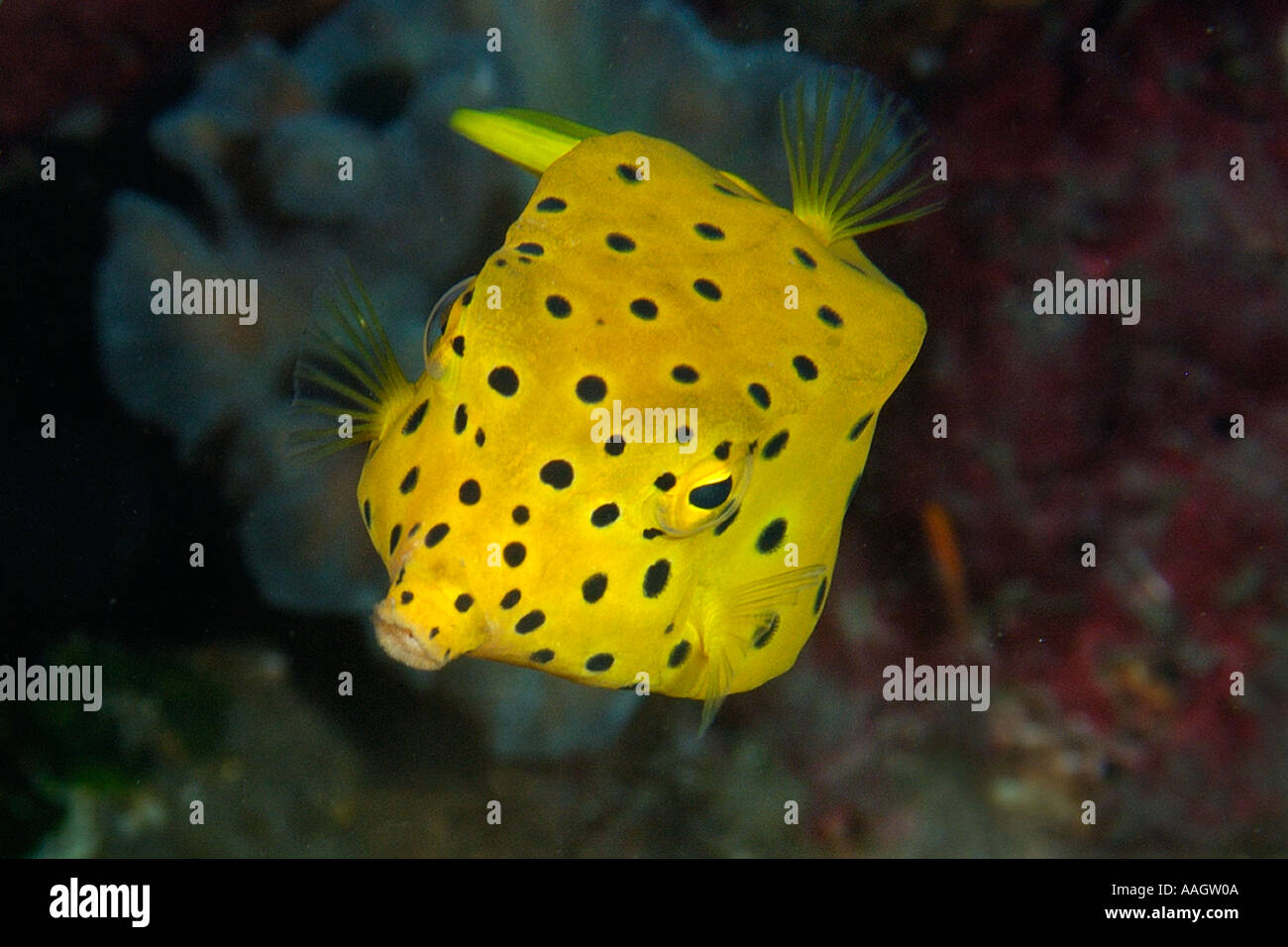 Yellow boxfish Ostracion cubicus juvenile Dumaguete Negros Island ...