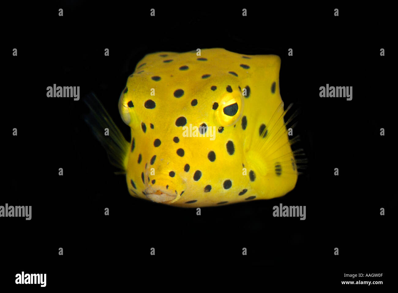 Yellow boxfish Ostracion cubicus juvenile Dumaguete Negros Island ...