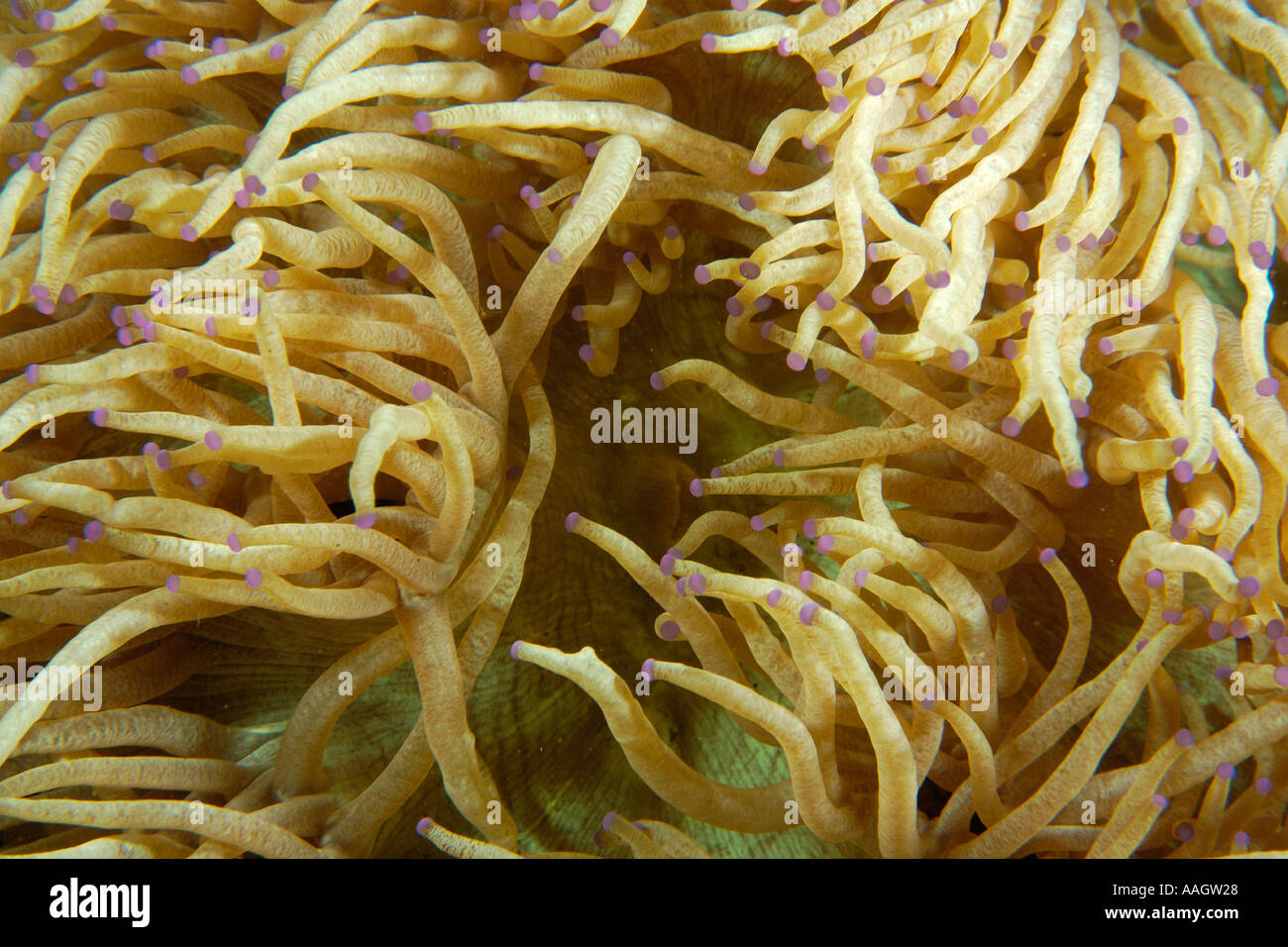 Sea anemone Heteractis sp tentacle detail Dauin Dumaguete Negros Island ...