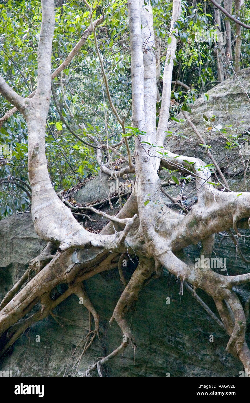 Cania Gorge central Queensland Australia 3374 Stock Photo - Alamy