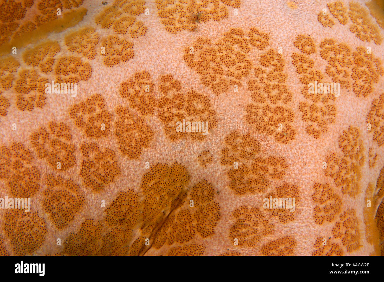 Choriaster granulatus hi-res stock photography and images - Alamy