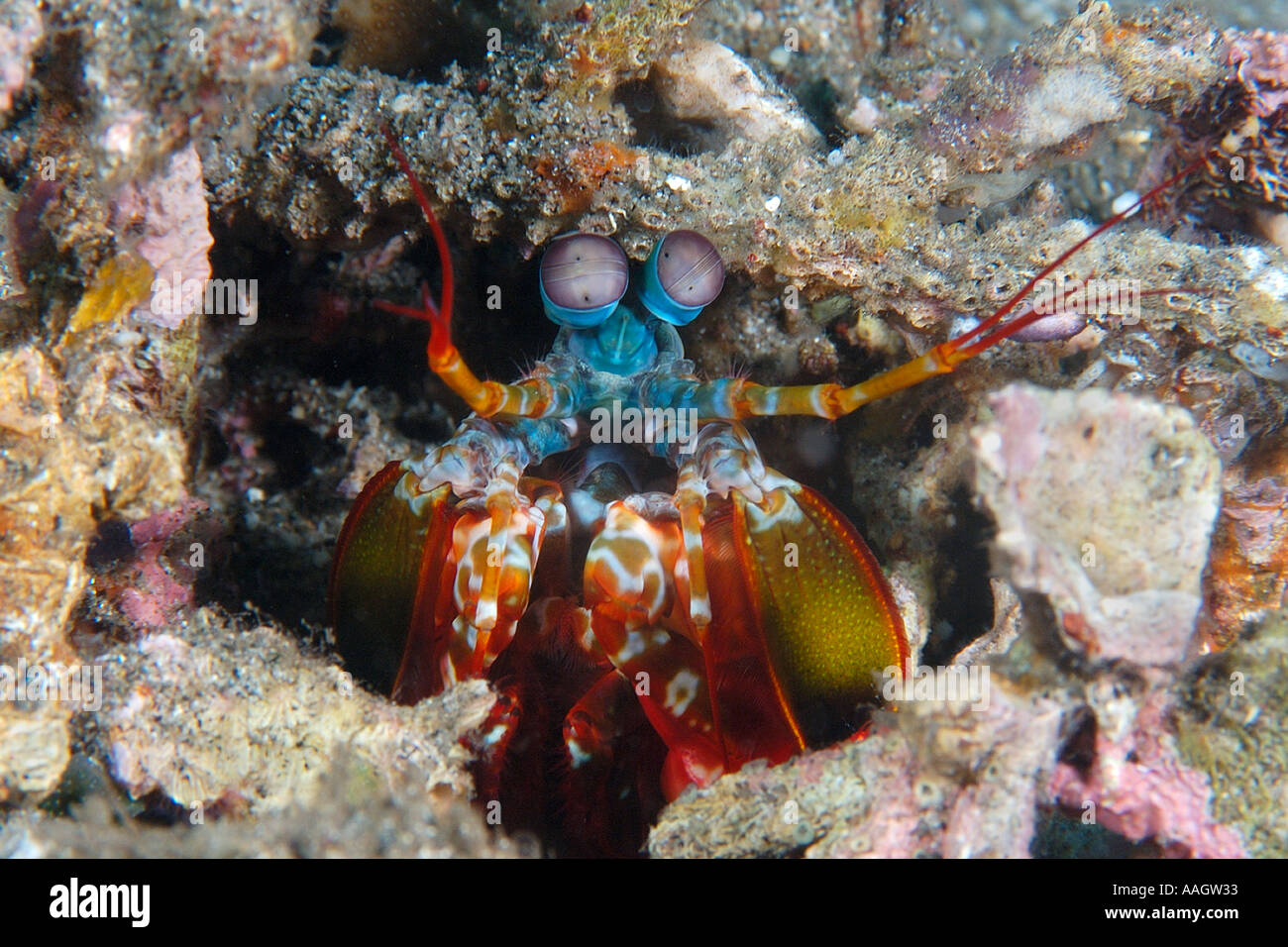 Mantis shrimp Odontodactylus scyllarus Dauin Dumaguete Negros Island ...
