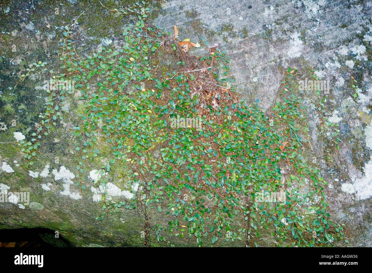 Cania Gorge Rock High Resolution Stock Photography and Images - Alamy