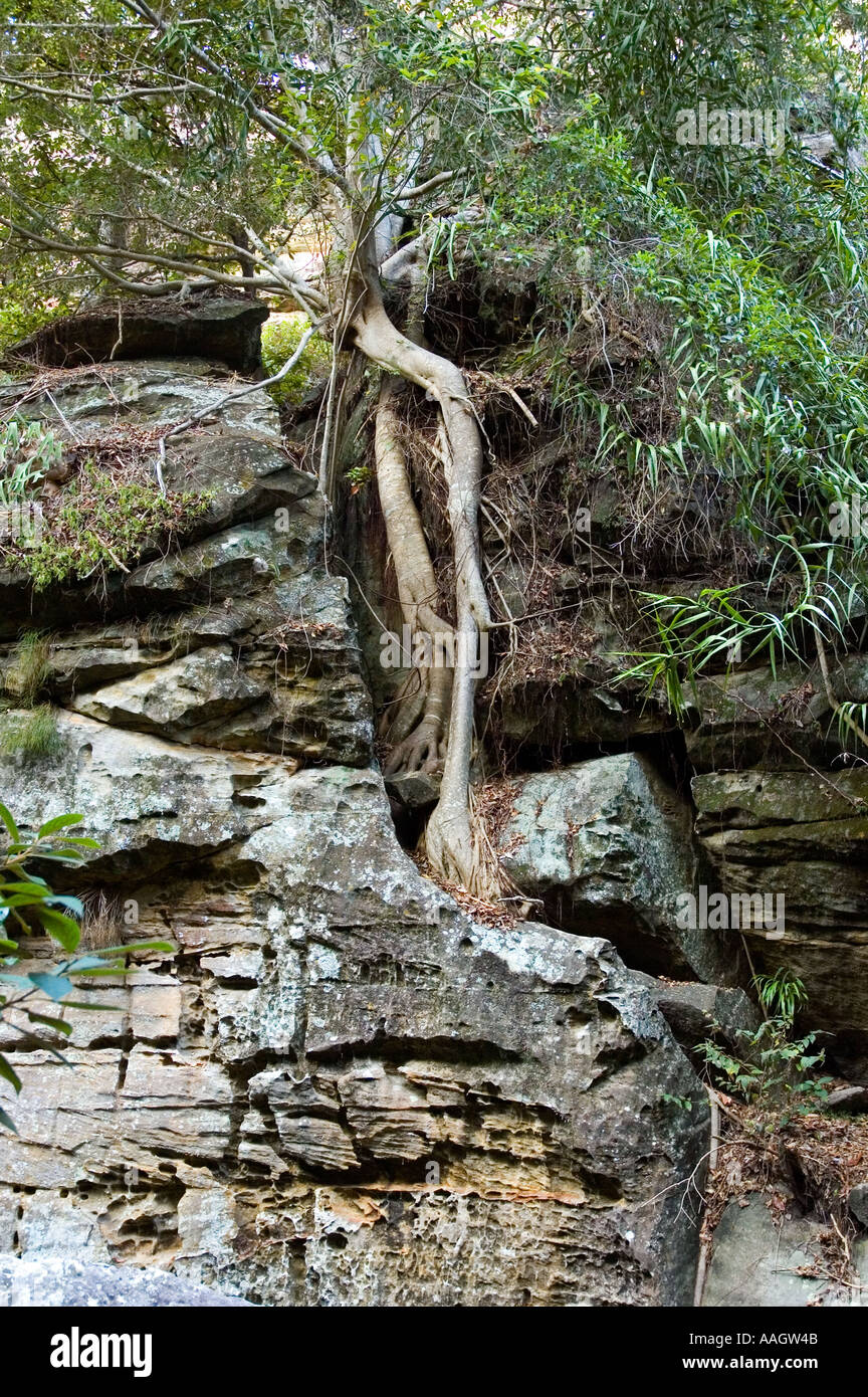 Cania Gorge central Queensland Australia 3396 Stock Photo - Alamy