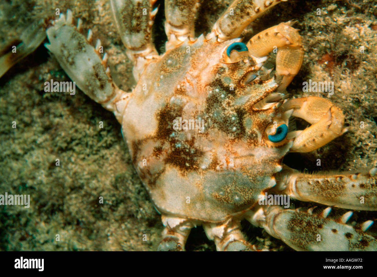 Shore crab at night Percnon guinotae Portlock Oahu Hawaii N Pacific ...