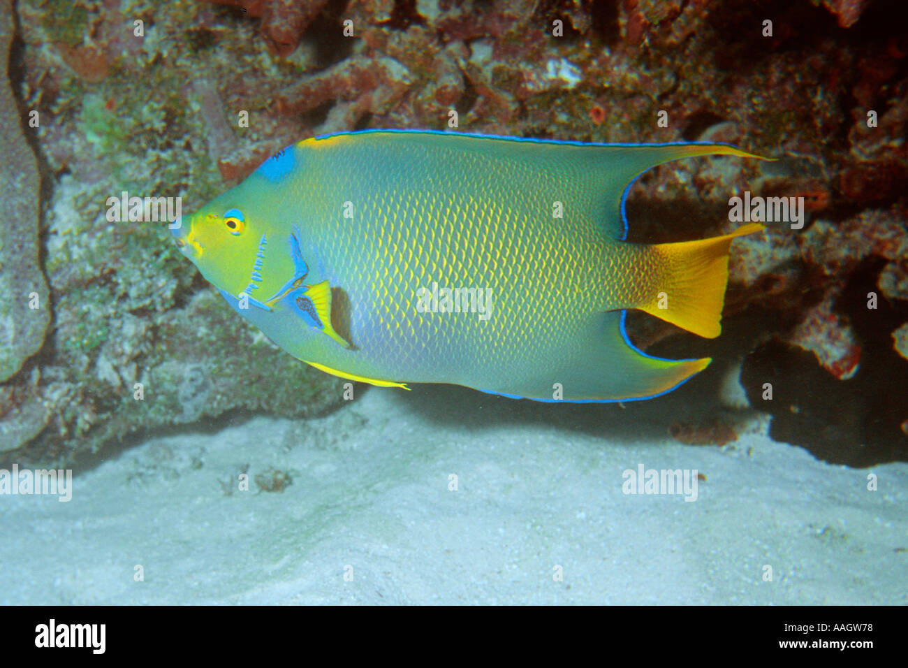 Queen angelfish Holacanthus ciliaris Looe Key Florida USA N Atlantic ...
