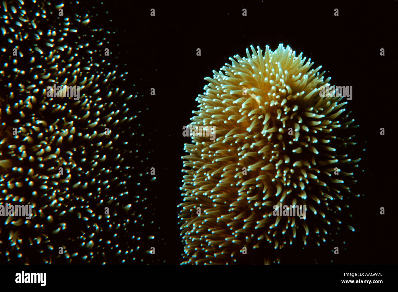 Pillar coral Dendrogyra cylindrus night Islamorada Florida USA N ...