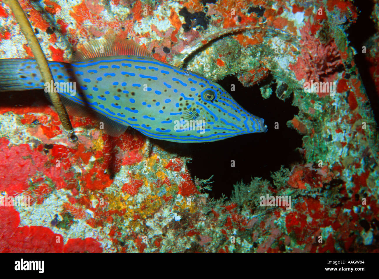 Scrawled filefish Aluterus scriptus swims by shipwreck window Duane Key ...