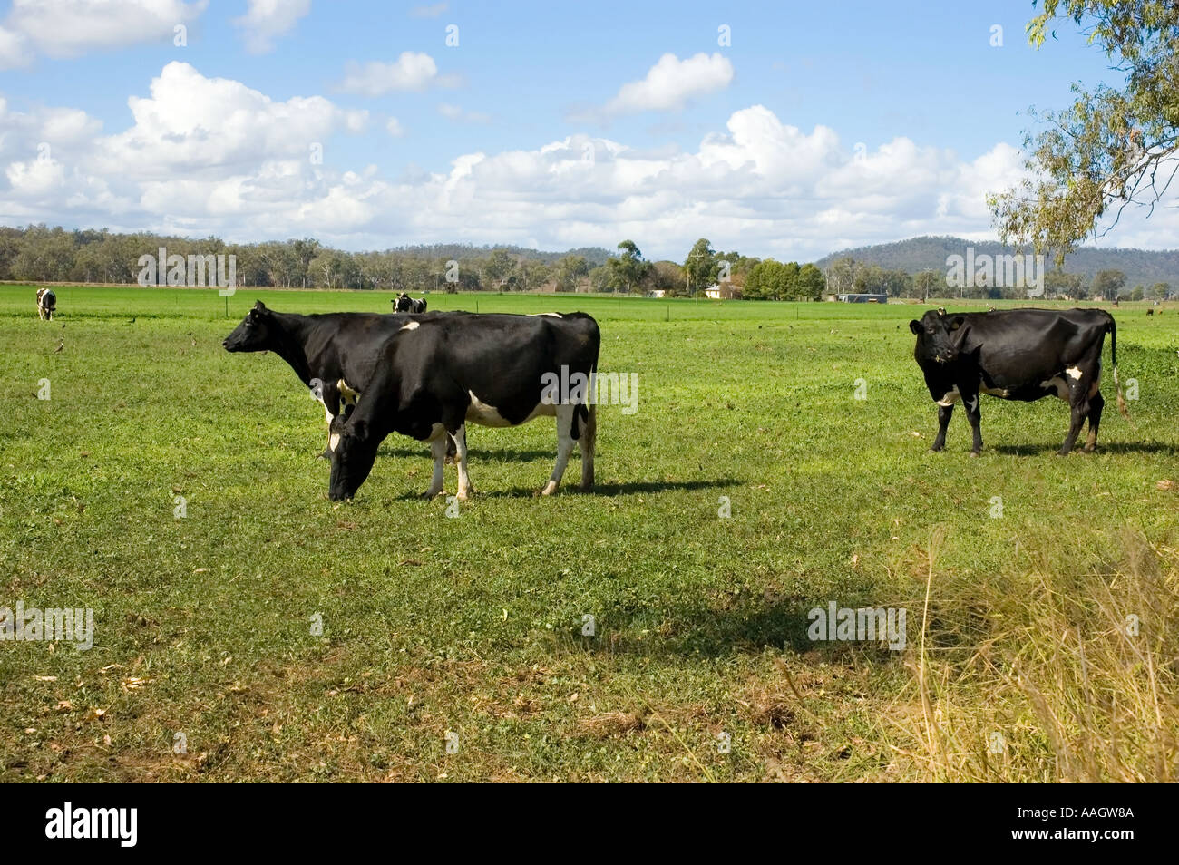 Monto cows 3440 Stock Photo - Alamy