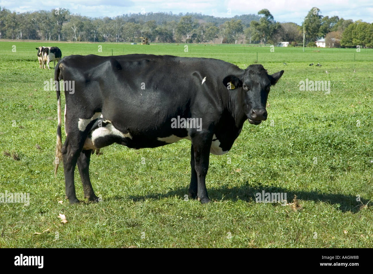 Cows cattle farm hi-res stock photography and images - Alamy