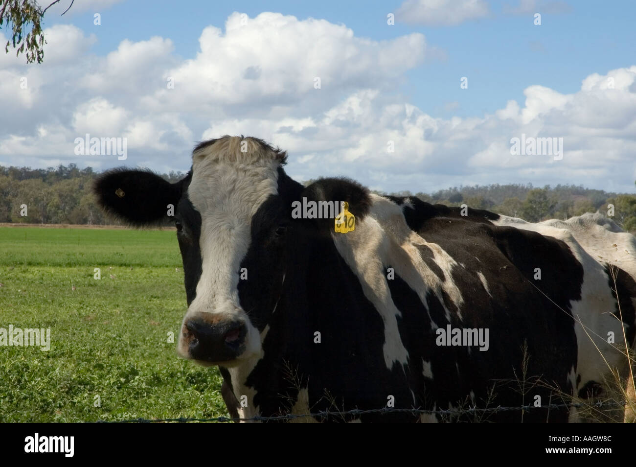 Cows cattle farm hi-res stock photography and images - Alamy