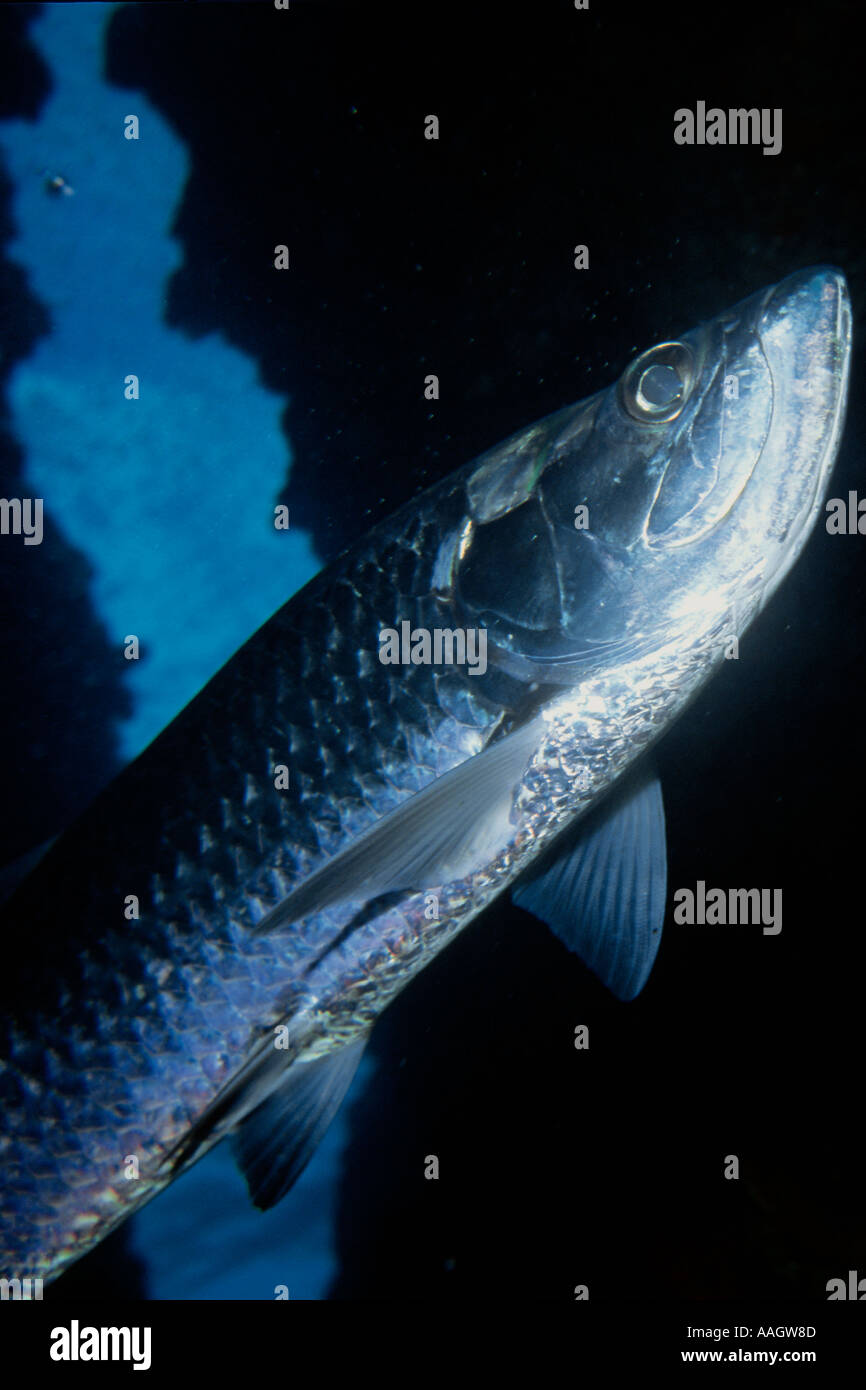 Tarpon Megalops atlanticus next to cave entrance Eden Rock Grand Cayman ...