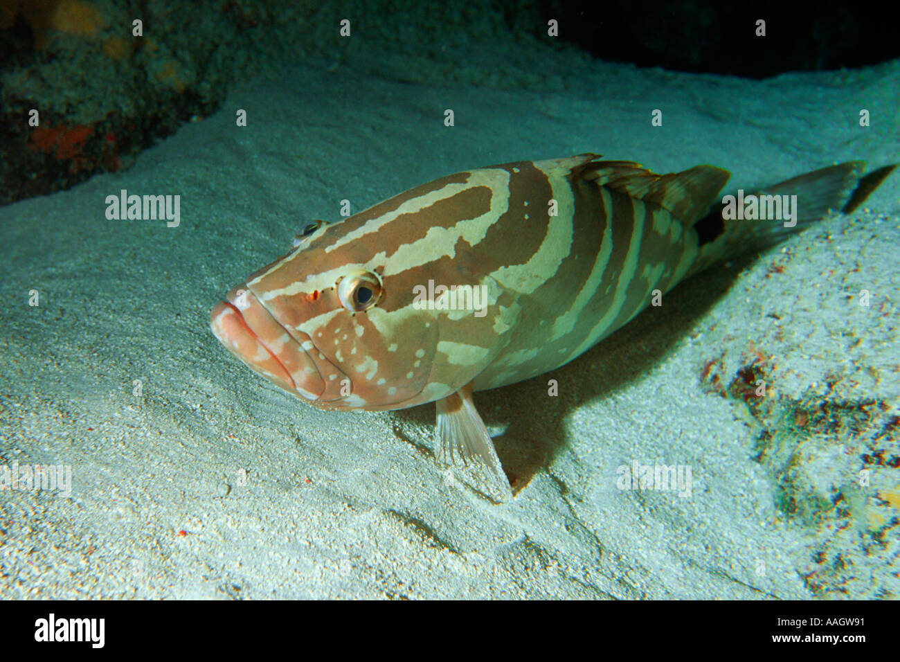 Nassau grouper Epinephelus striatus laying in sandy bottom Eden Rock ...