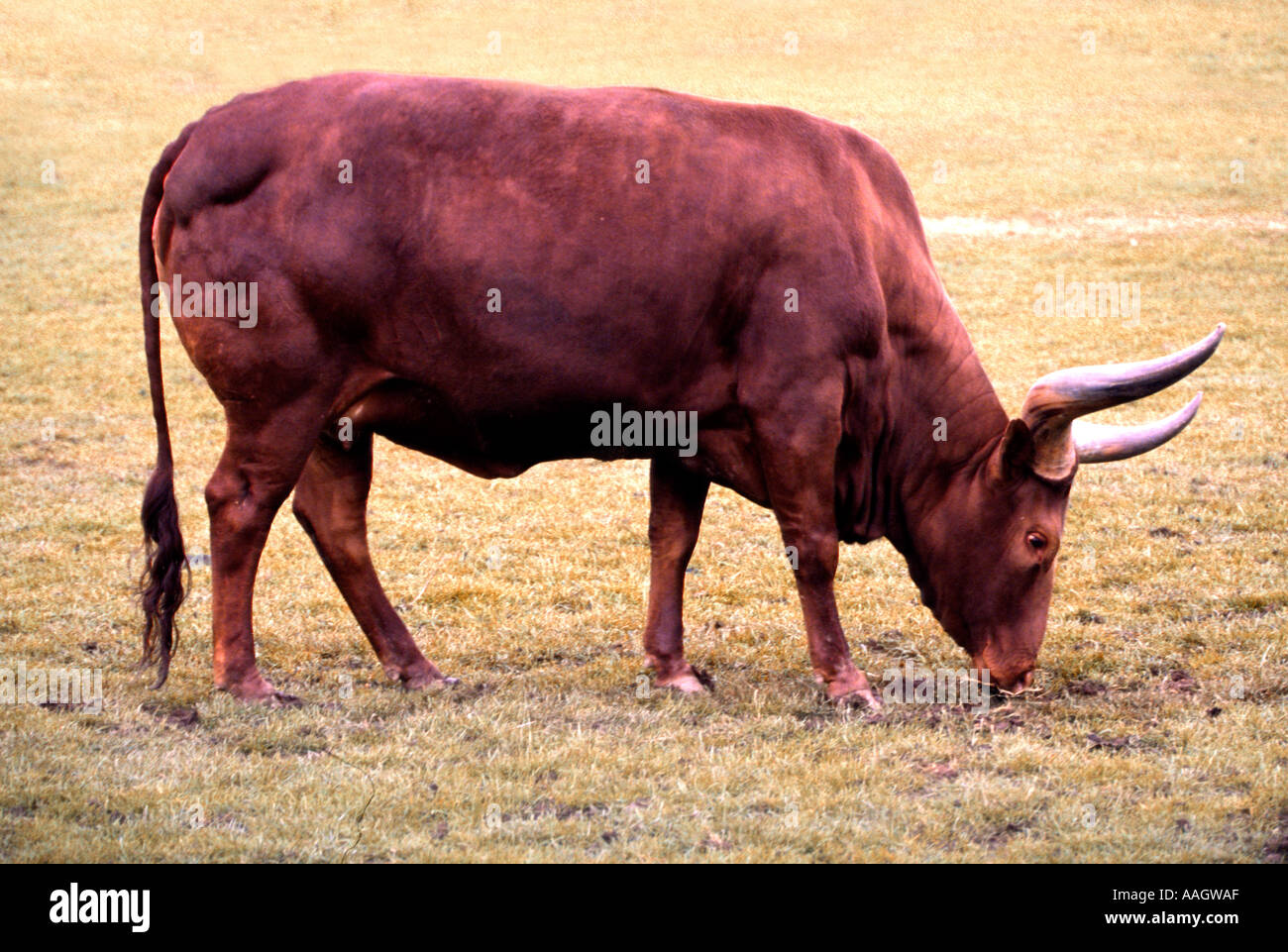 Red bull at a dry pasture Stock Photo - Alamy