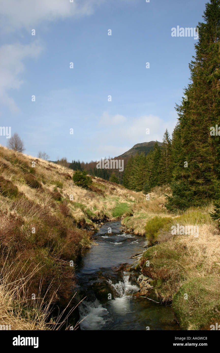 Hafren forest hi-res stock photography and images - Alamy