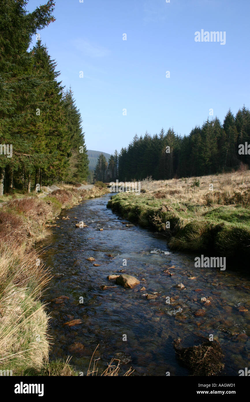 Hafren forest hi-res stock photography and images - Alamy