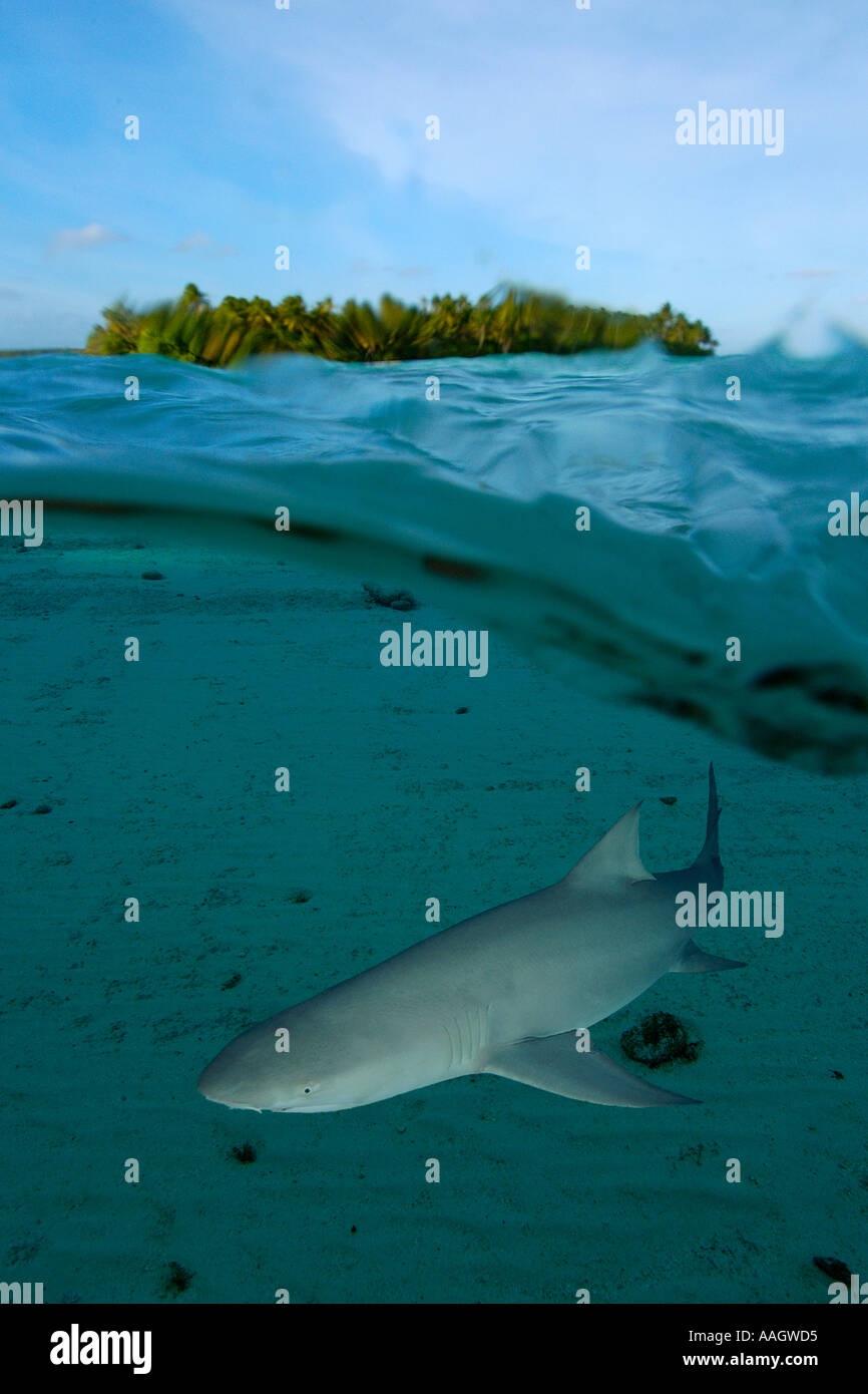 Split image of sicklefin lemon shark Negaprion acutidens on sandy ...