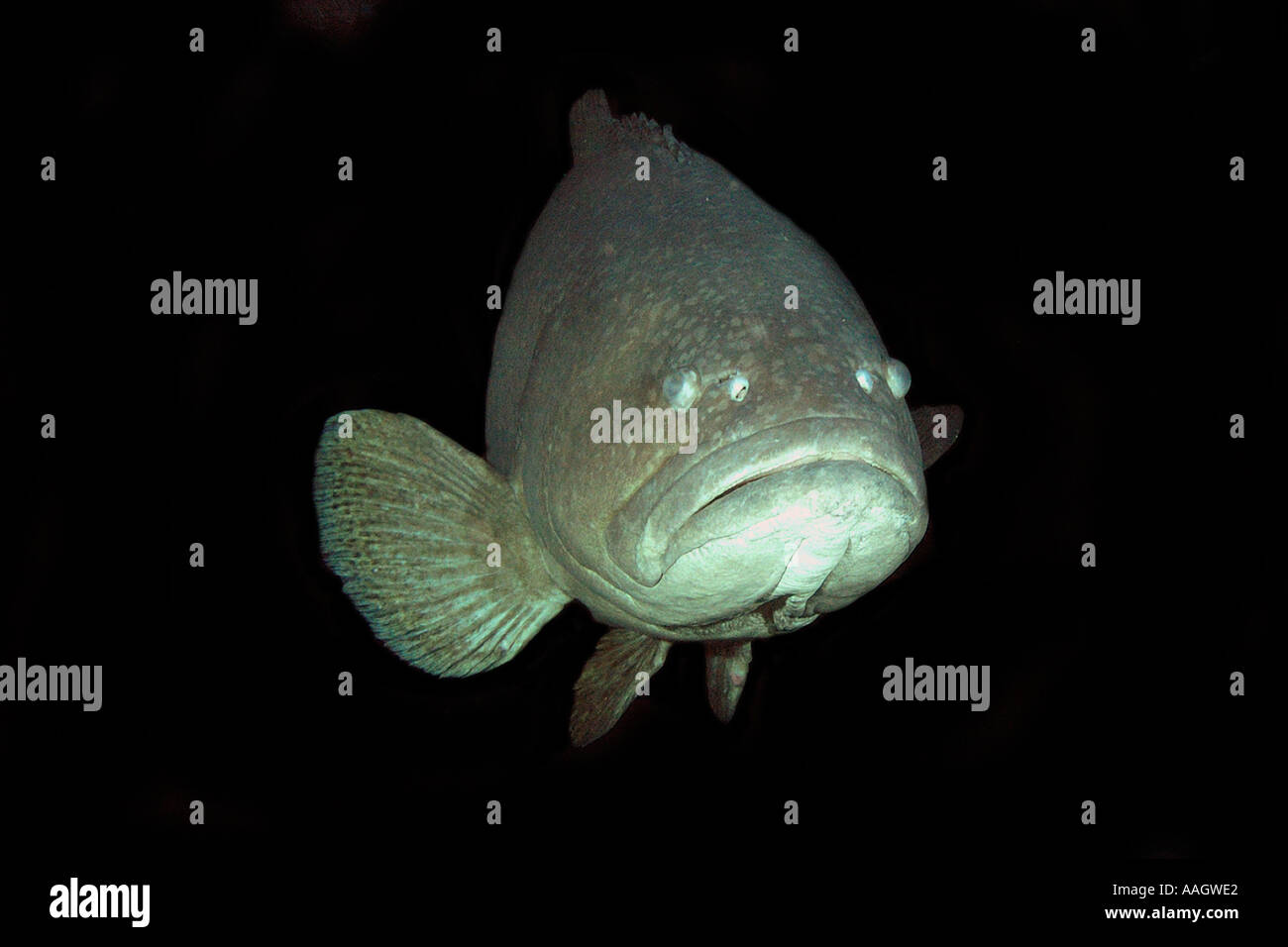 Giant grouper Epinephelus lanceolatus Indo Pacific ranging from East ...