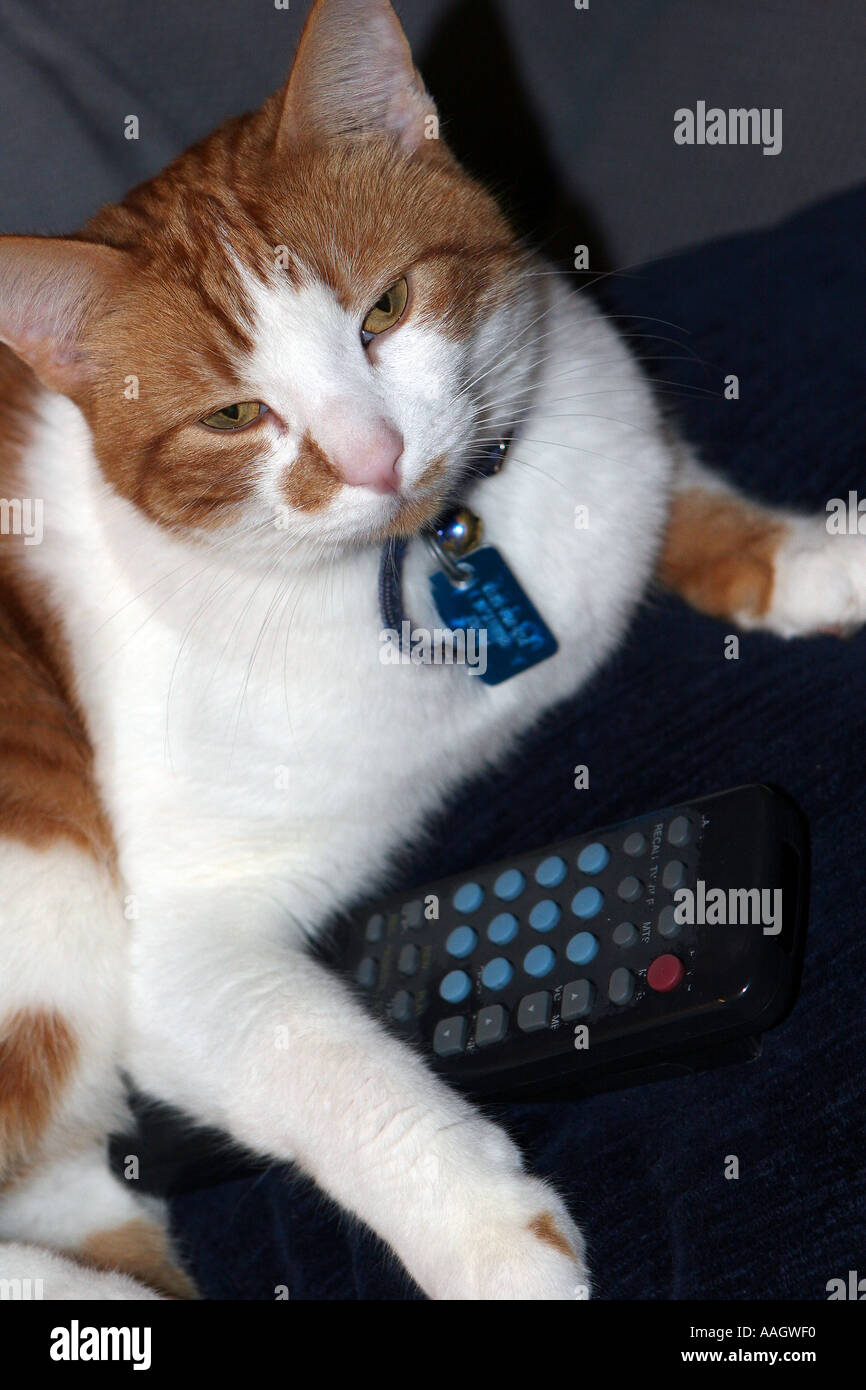 Cat tv remote hi-res stock photography and images - Alamy