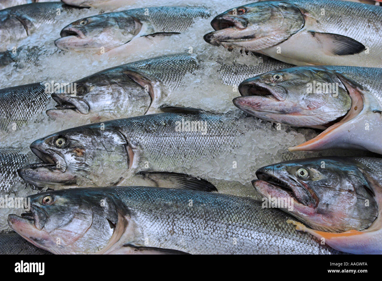 Salmon at Fish Market Stock Photo - Alamy