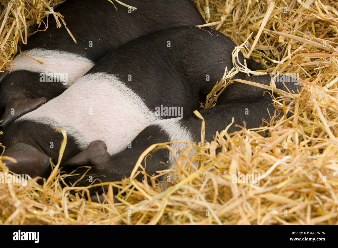 Saddle breed hi-res stock photography and images - Alamy
