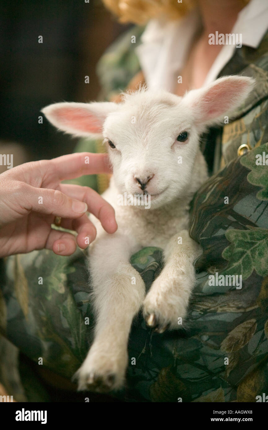 a farmers wife with an orphaned lamb Stock Photo - Alamy