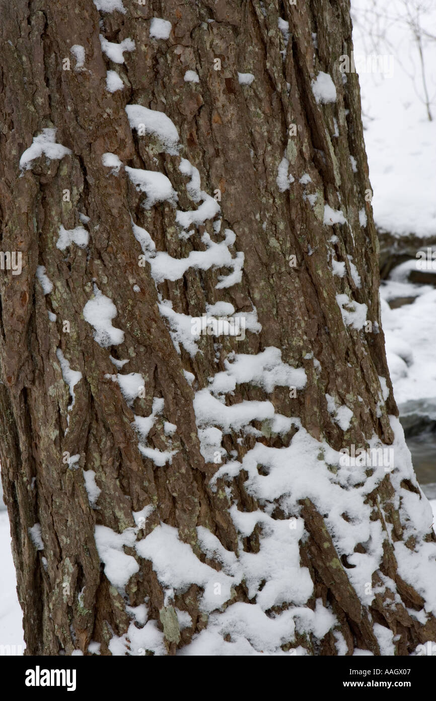 Snow covered hemlock tree hi-res stock photography and images - Alamy