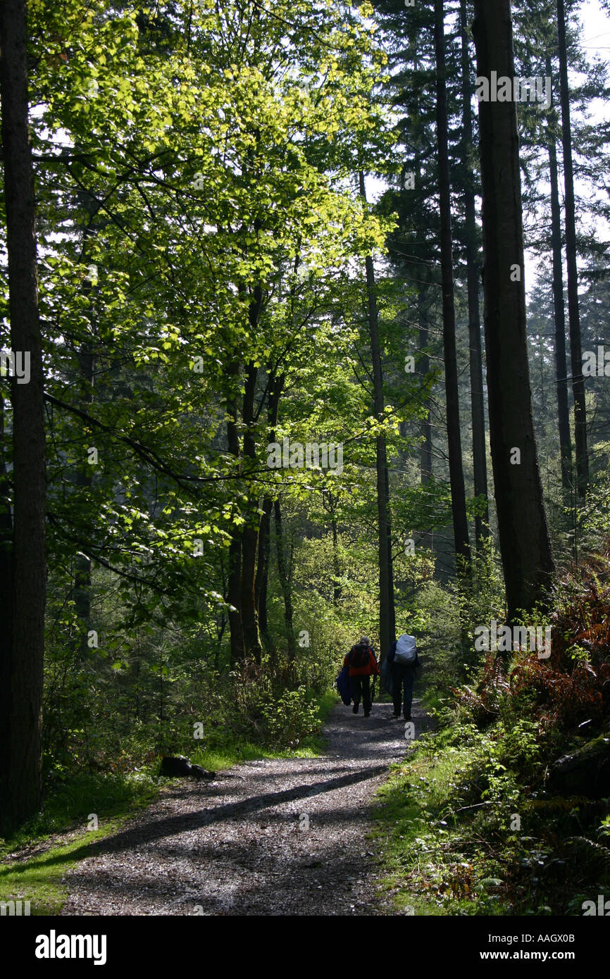 Walkers in Dodd Wood Cumbria Stock Photo - Alamy