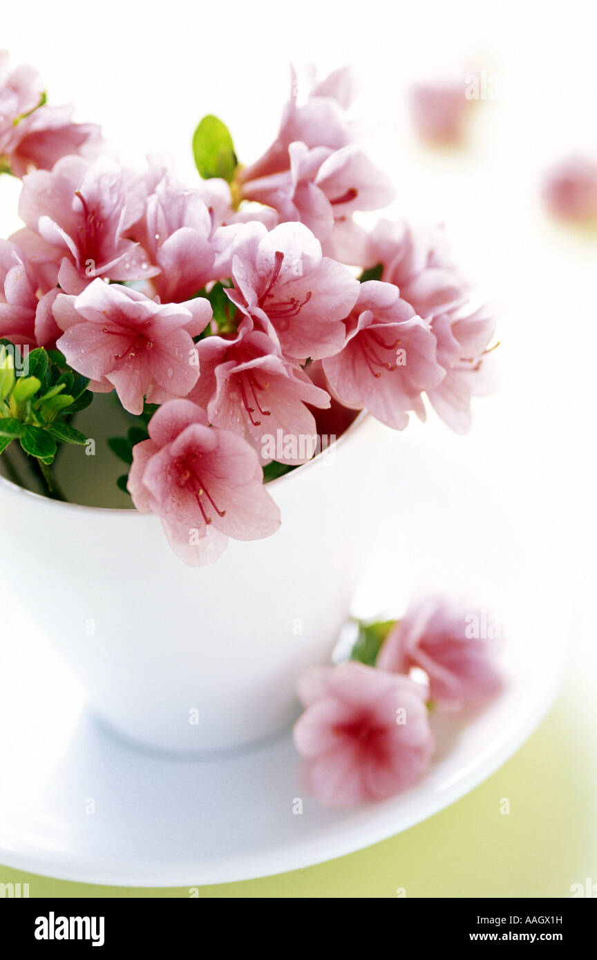 Cluster of azalea hi-res stock photography and images - Alamy
