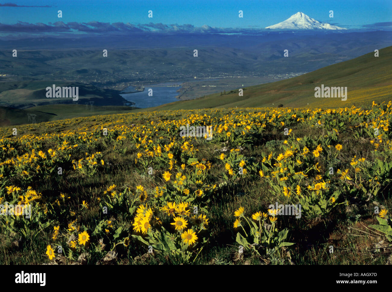 Wildflowers, The Dalles, Columbia River and Mount Hood Stock Photo - Alamy