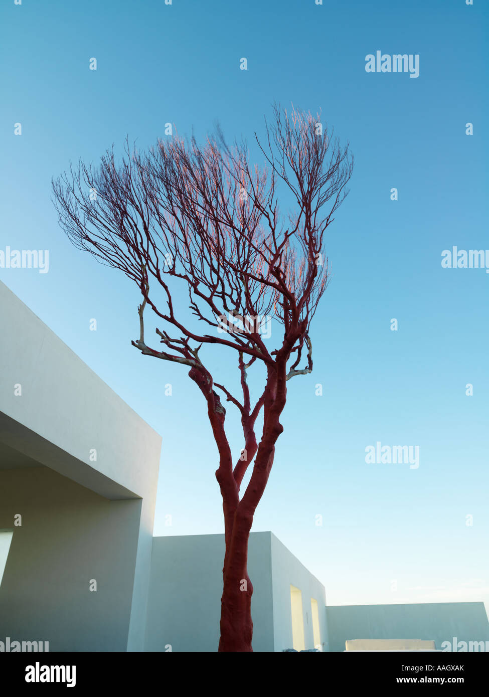 Mexico Quintana Roo Yucatan Peninsula Akumal Mayan Riviera bare tree ...