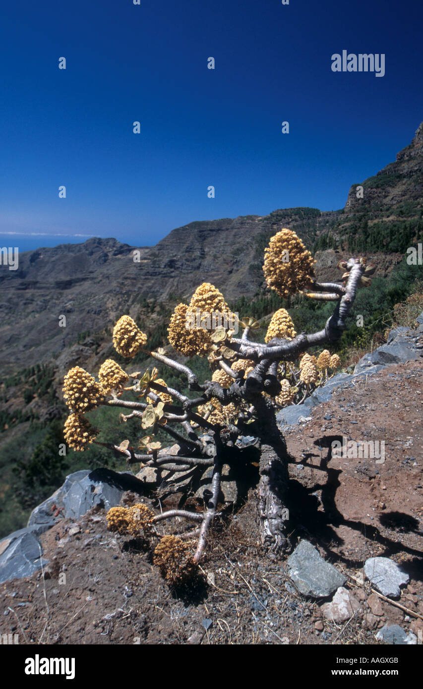 Benchijigua Flower.La Gomera. Canary Isles.Spain Stock Photo - Alamy