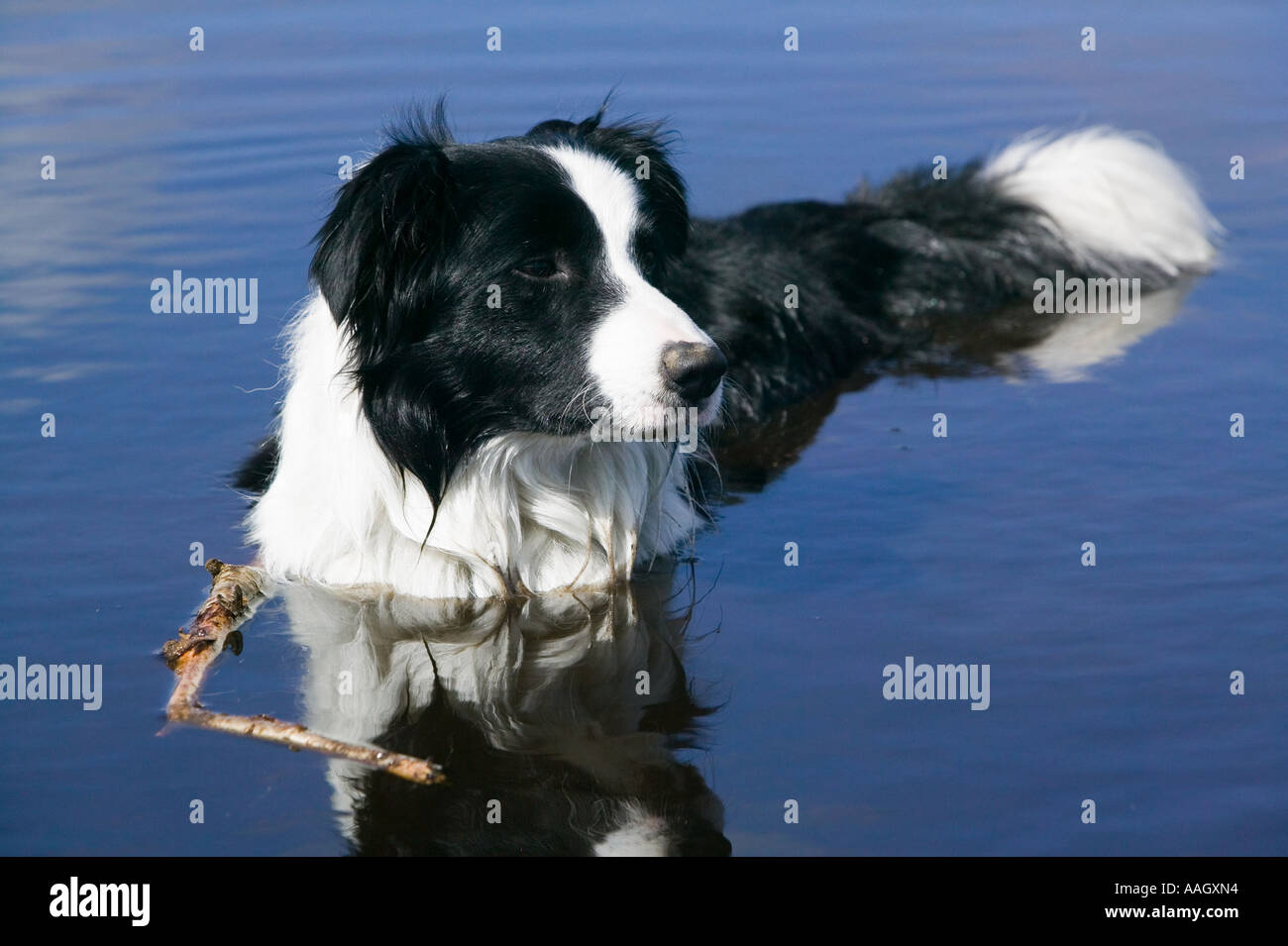 Border collie with stick hi-res stock photography and images - Alamy