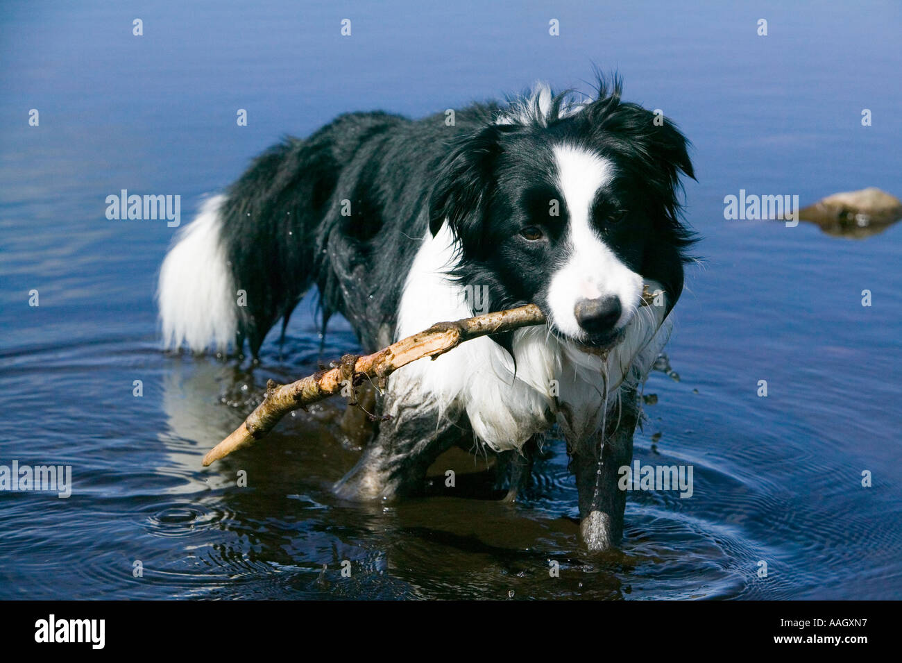 Border collie with stick hi-res stock photography and images - Alamy