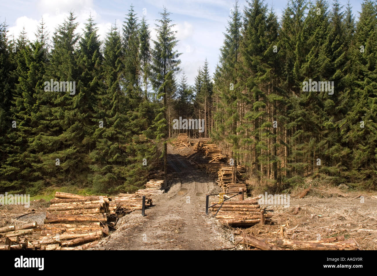 Logging work in pine forest North Wales harvesting timber cutting wood ...