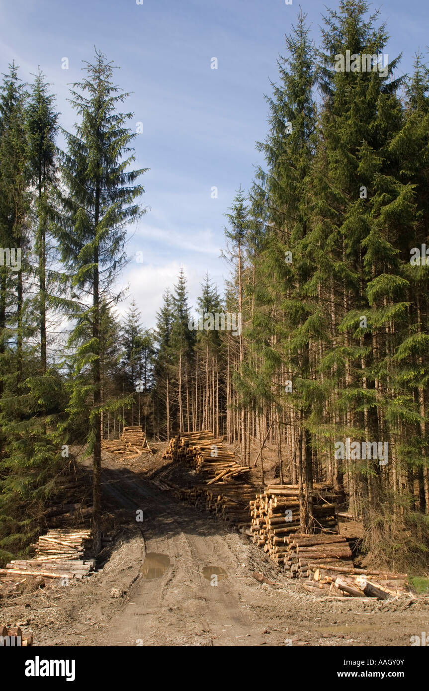 Logging work in pine forest North Wales UK - harvesting soft wood ...