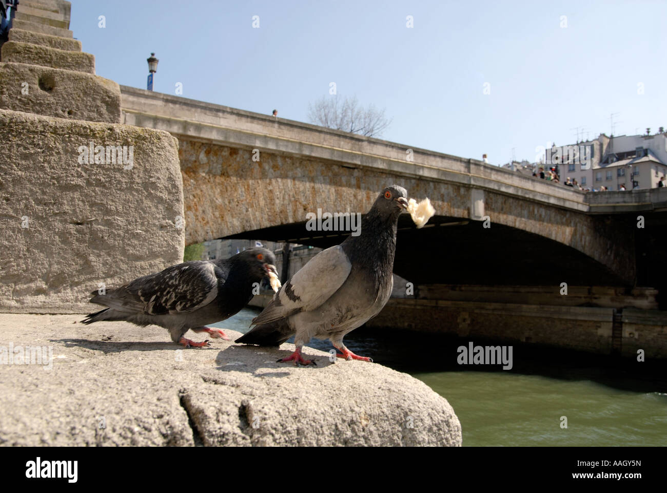 Pigeons in Paris Stock Photo - Alamy