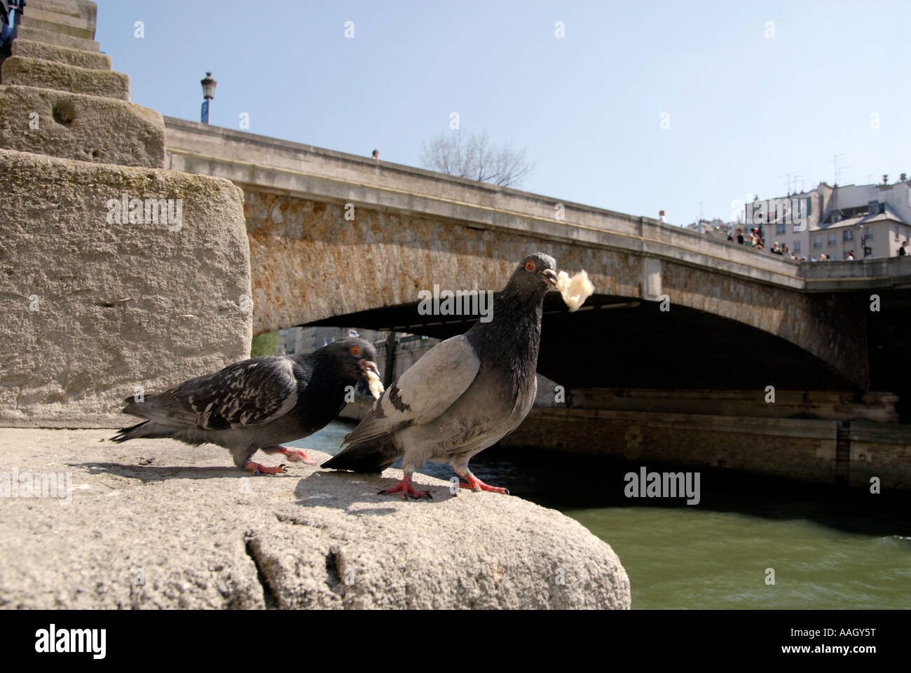 Pigeons in Paris Stock Photo - Alamy