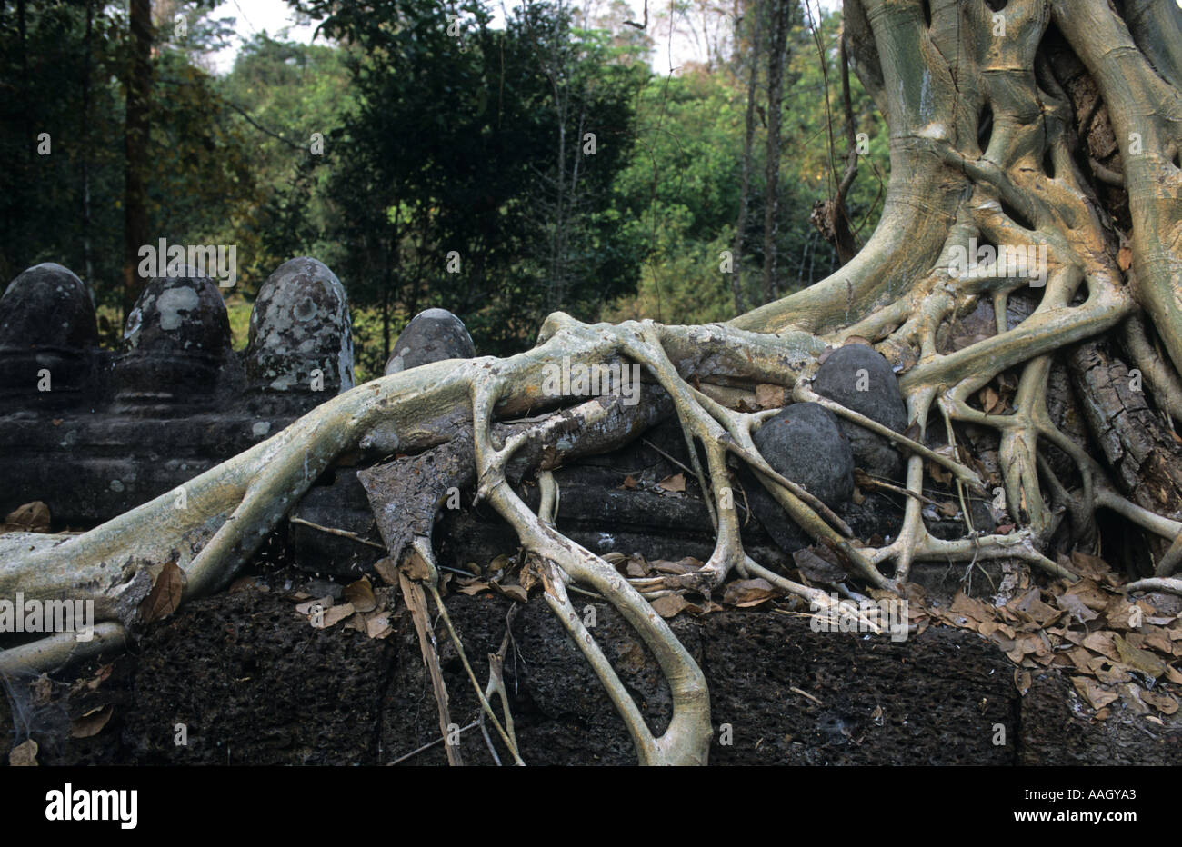 fig tree roots at Angkor Wat Cambodia Southeast Asia Stock Photo - Alamy