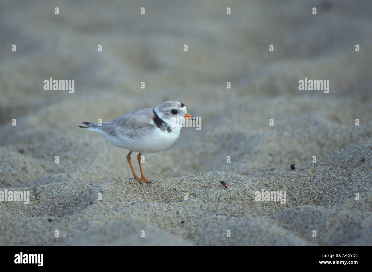Seabrook NH Piping Plover Charadrius melodus Threatened species Stock ...