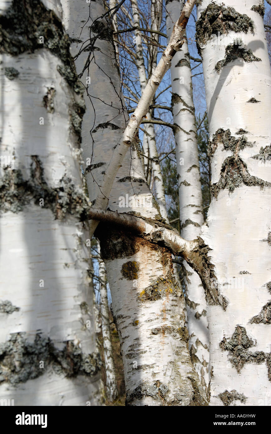 Birch trees in Sweden Stock Photo - Alamy