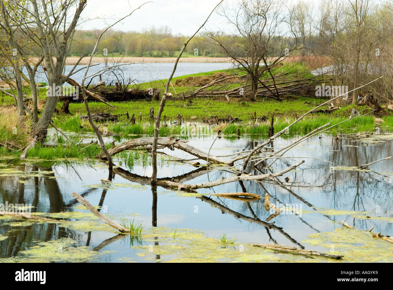Marshland resources hi-res stock photography and images - Alamy