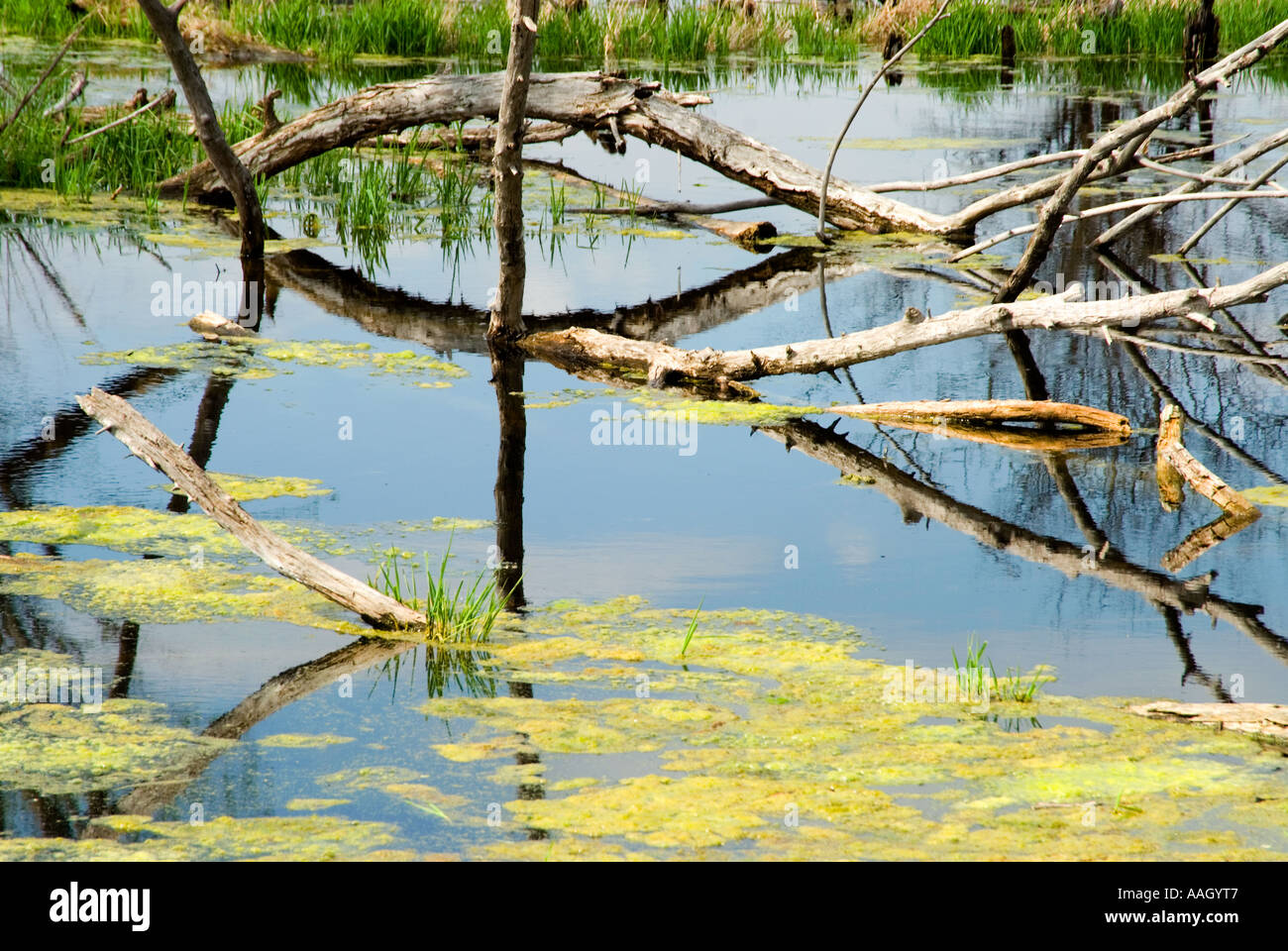 Marshland resources hi-res stock photography and images - Alamy