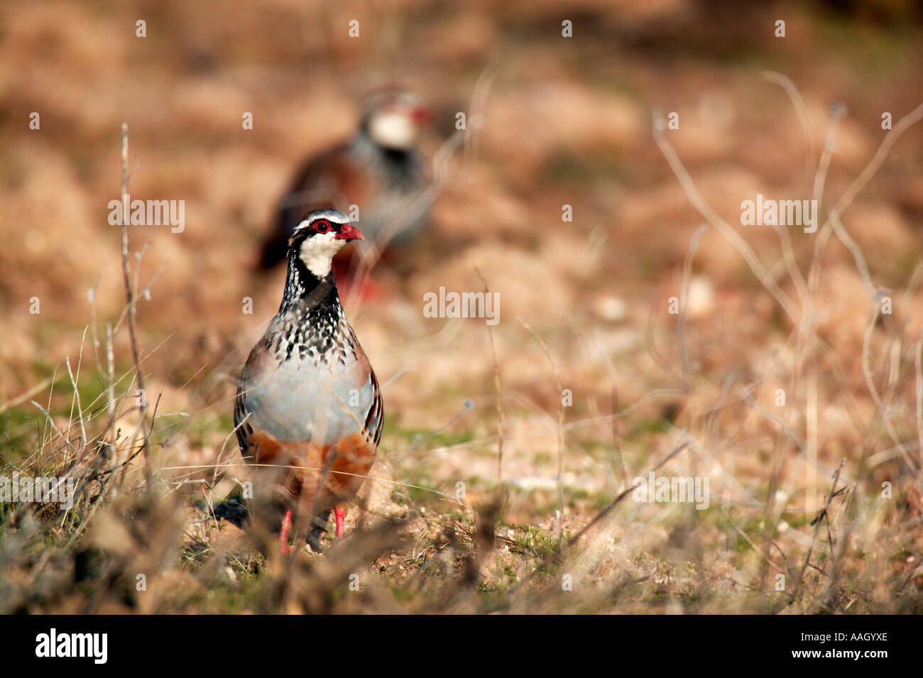 Red-legged Partridge (Alectoris rufa Stock Photo - Alamy