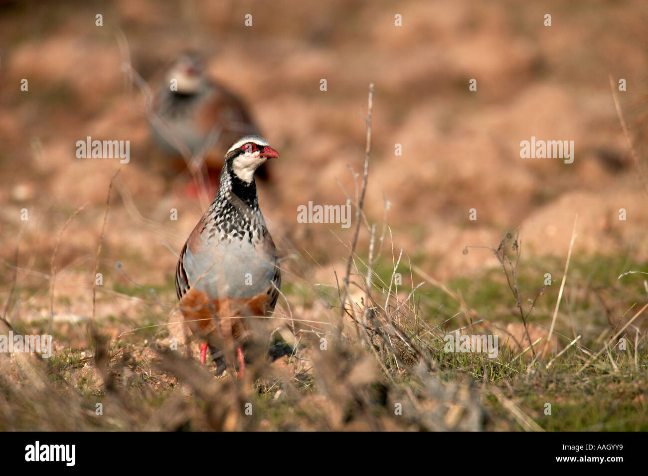 Red-legged Partridge (Alectoris rufa Stock Photo - Alamy