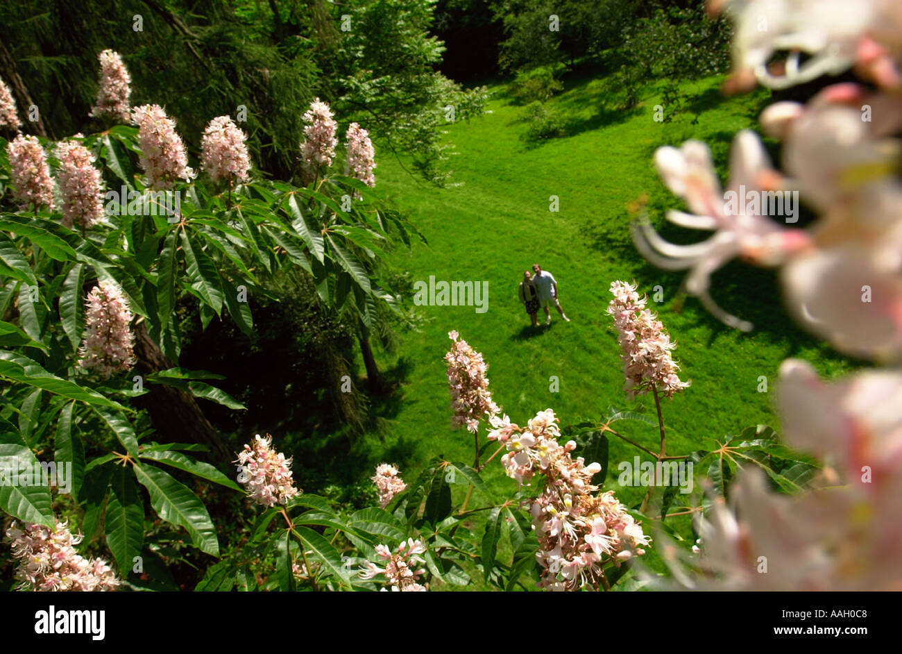 A RARE INDIAN HORSE CHESTNUT TREE AESCULUS INDICA IN FULL FLOWER AT ...